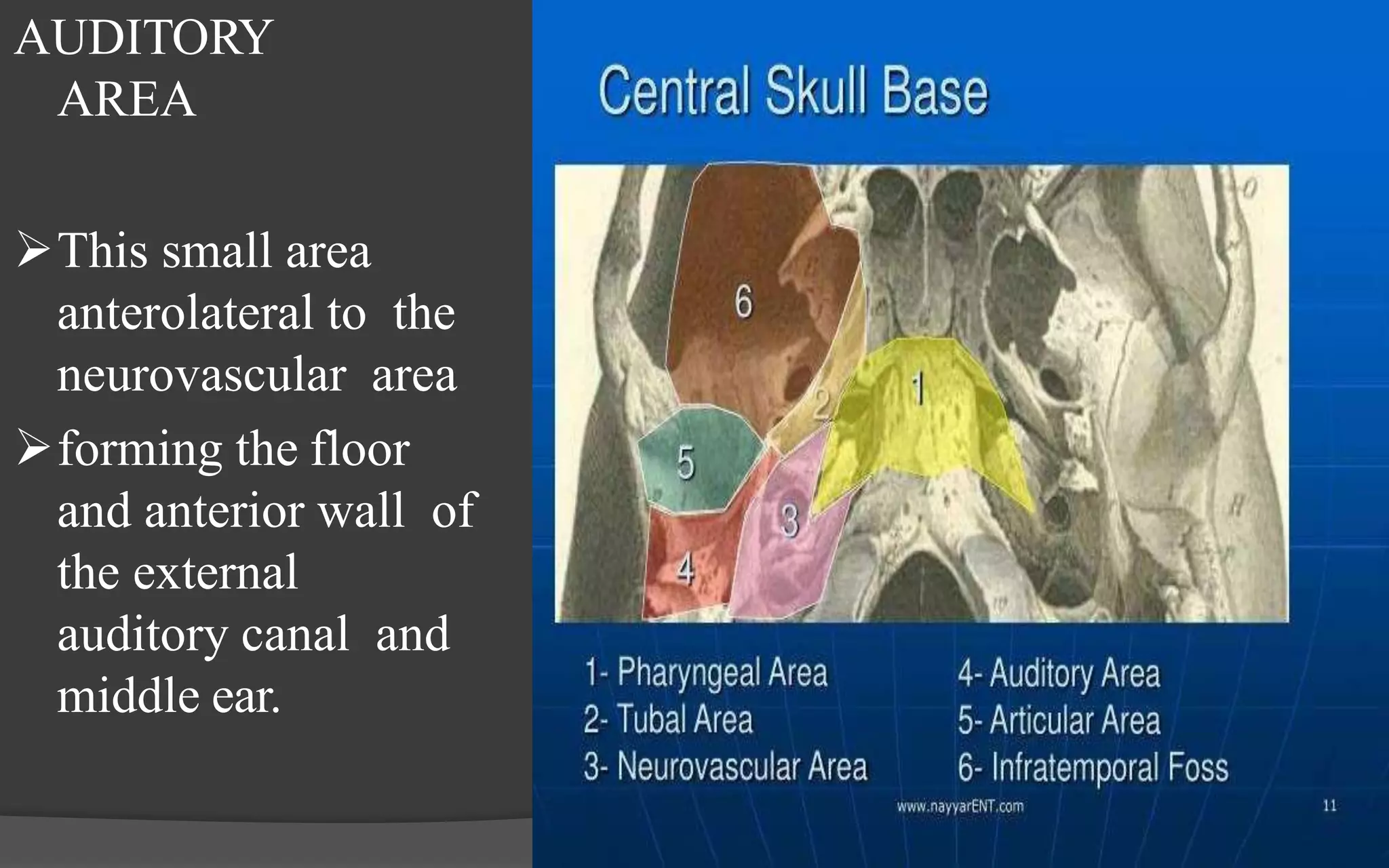 Anatomy of skull base | PPTX
