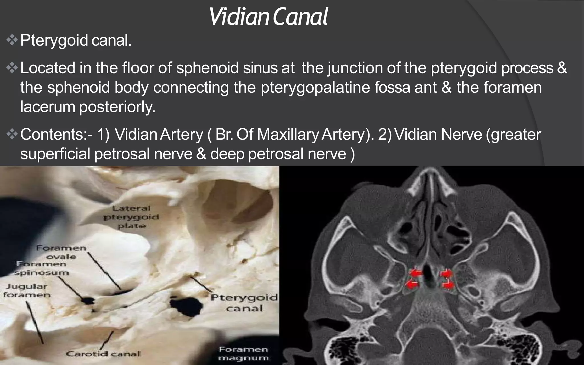 Anatomy of skull base | PPTX