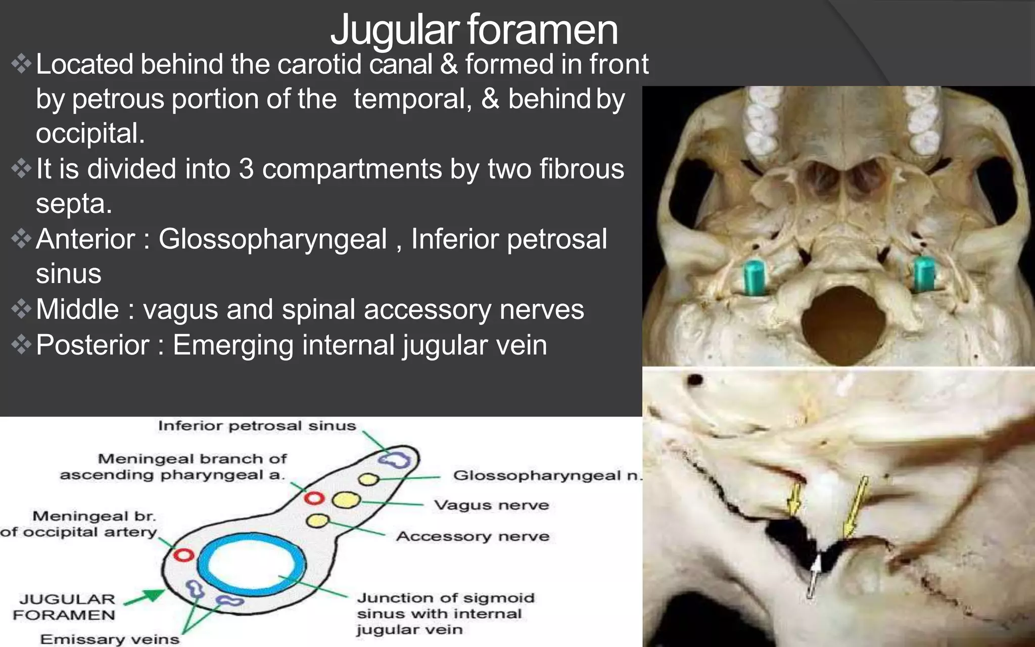 Anatomy of skull base | PPTX