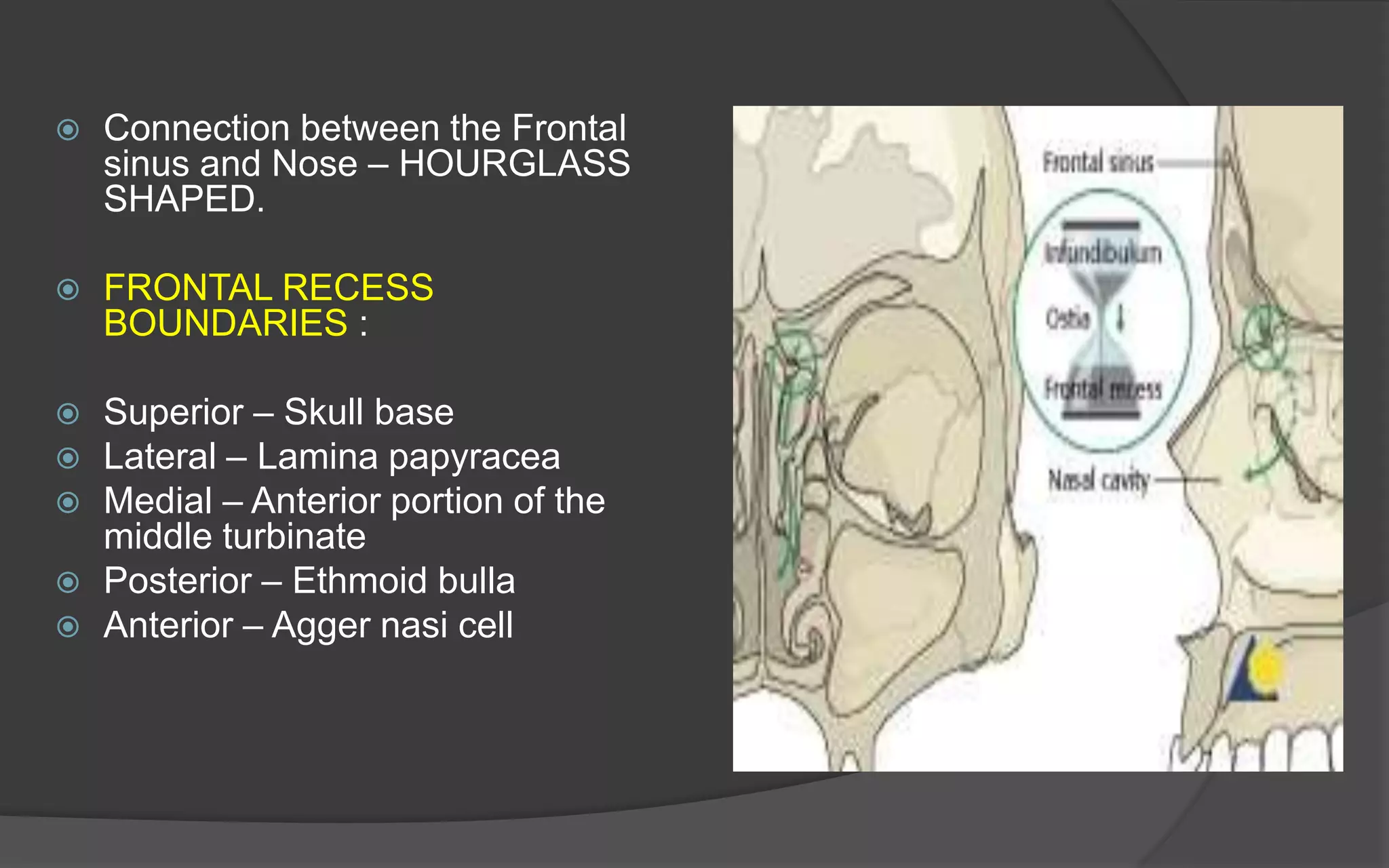 Anatomy of skull base | PPTX