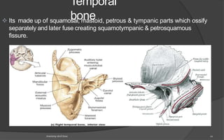 Anatomy of skull base | PPTX