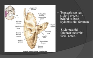 Anatomy of skull base | PPTX