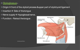 Anatomy of skull base | PPTX
