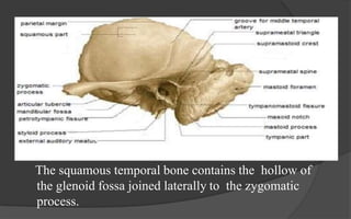 Glenoid Fossa Skull