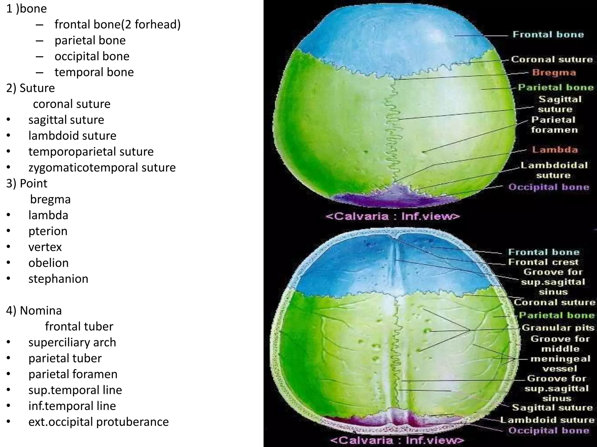 Anatomy of skull by RW.. | PPT