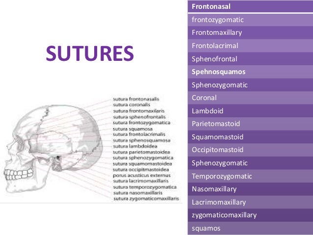 Frontomaxillary Suture