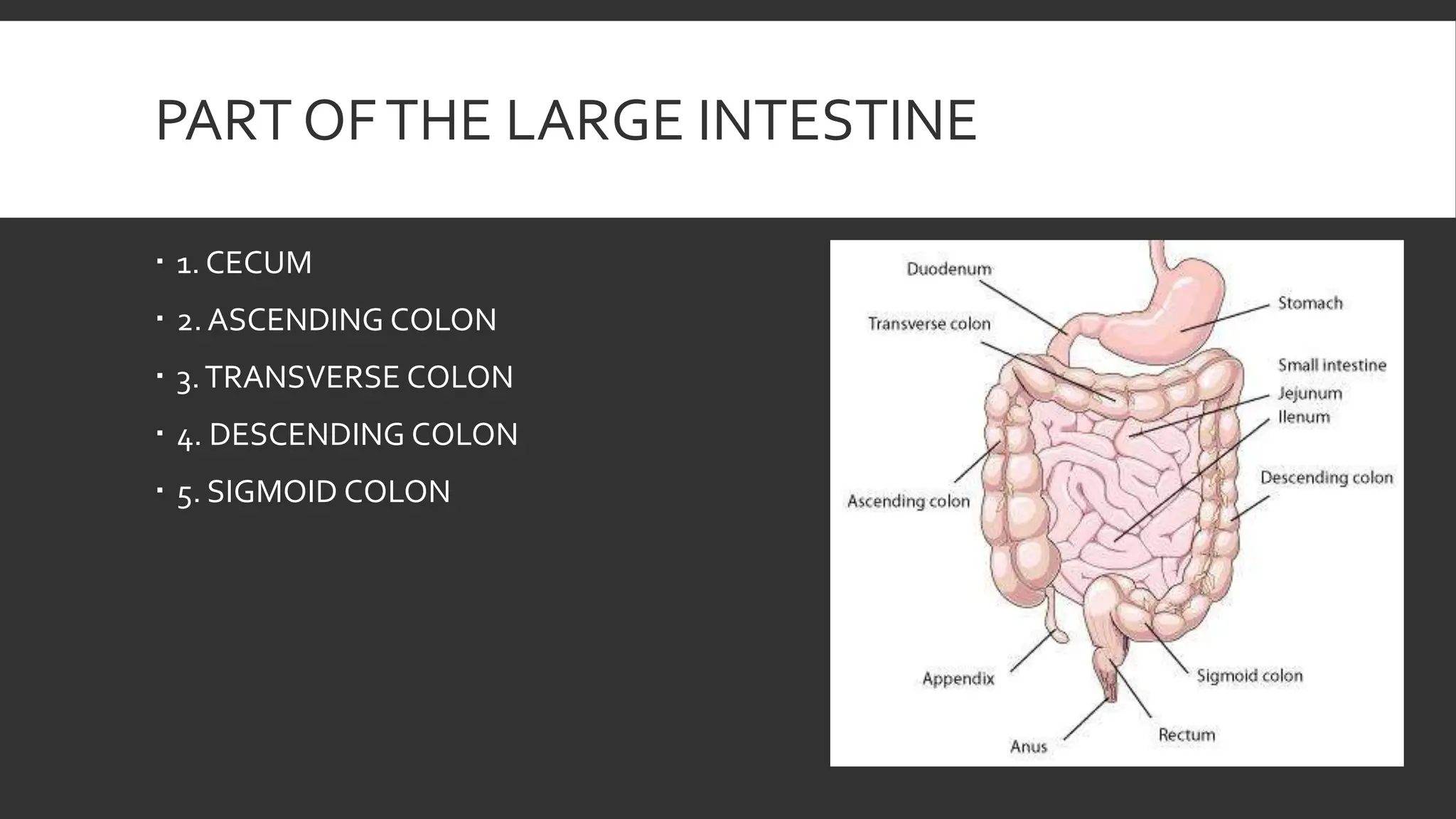 ANATOMY OF SMALL INTESTINE -presentation | PPTX