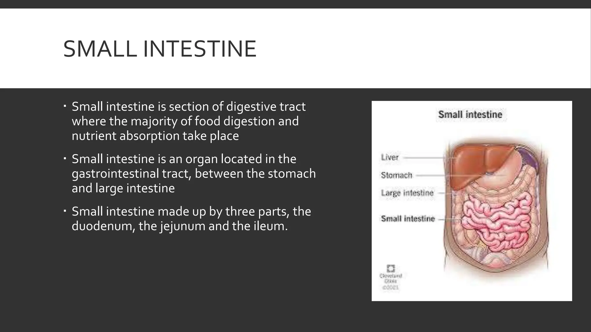 ANATOMY OF SMALL INTESTINE -presentation | PPTX