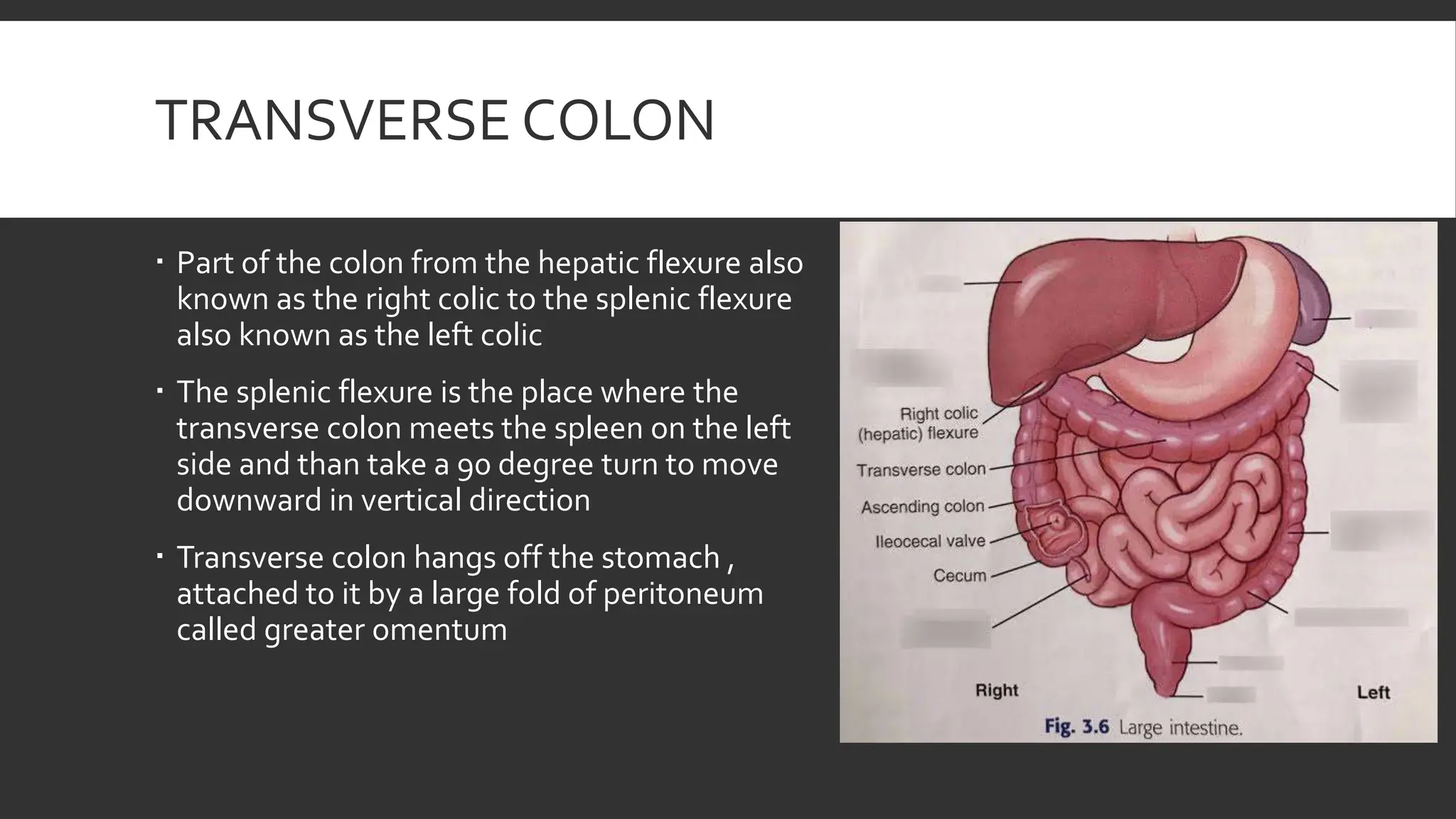 ANATOMY OF SMALL INTESTINE -presentation | PPTX
