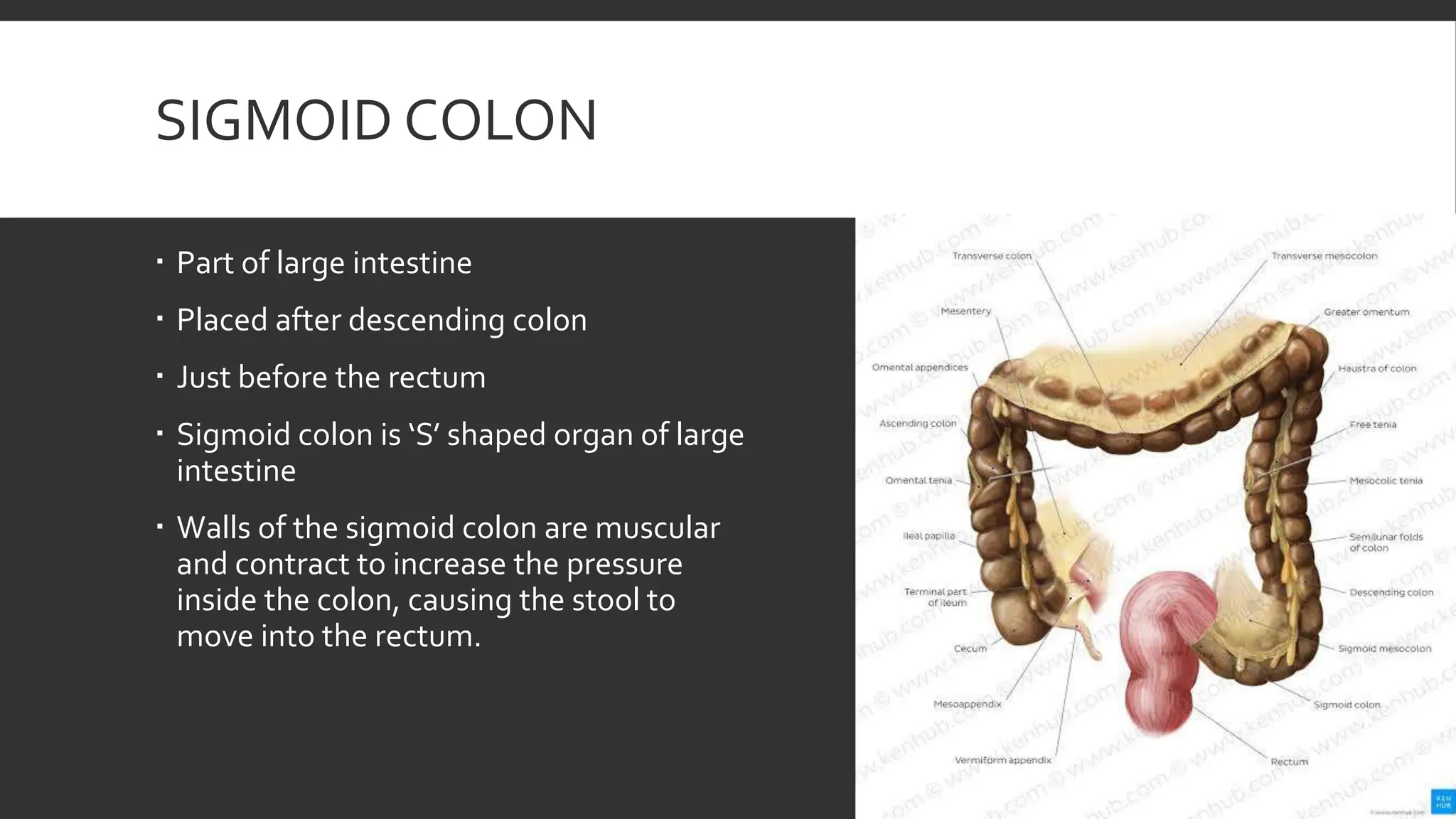ANATOMY OF SMALL INTESTINE -presentation | PPTX