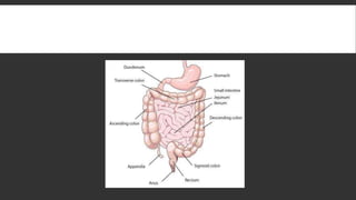 ANATOMY OF SMALL INTESTINE -presentation | PPTX