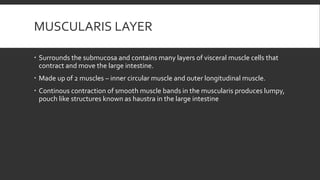 ANATOMY OF SMALL INTESTINE -presentation | PPTX
