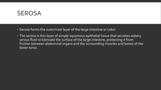 ANATOMY OF SMALL INTESTINE -presentation | PPTX