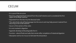 ANATOMY OF SMALL INTESTINE -presentation | PPTX