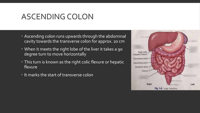 ANATOMY OF SMALL INTESTINE -presentation | PPTX