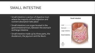 ANATOMY OF SMALL INTESTINE -presentation | PPTX
