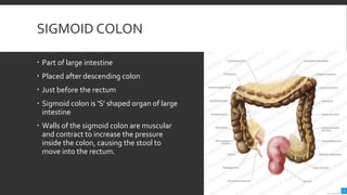 ANATOMY OF SMALL INTESTINE -presentation | PPTX