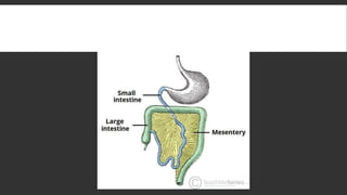 ANATOMY OF SMALL INTESTINE -presentation | PPTX