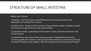 ANATOMY OF SMALL INTESTINE -presentation | PPTX
