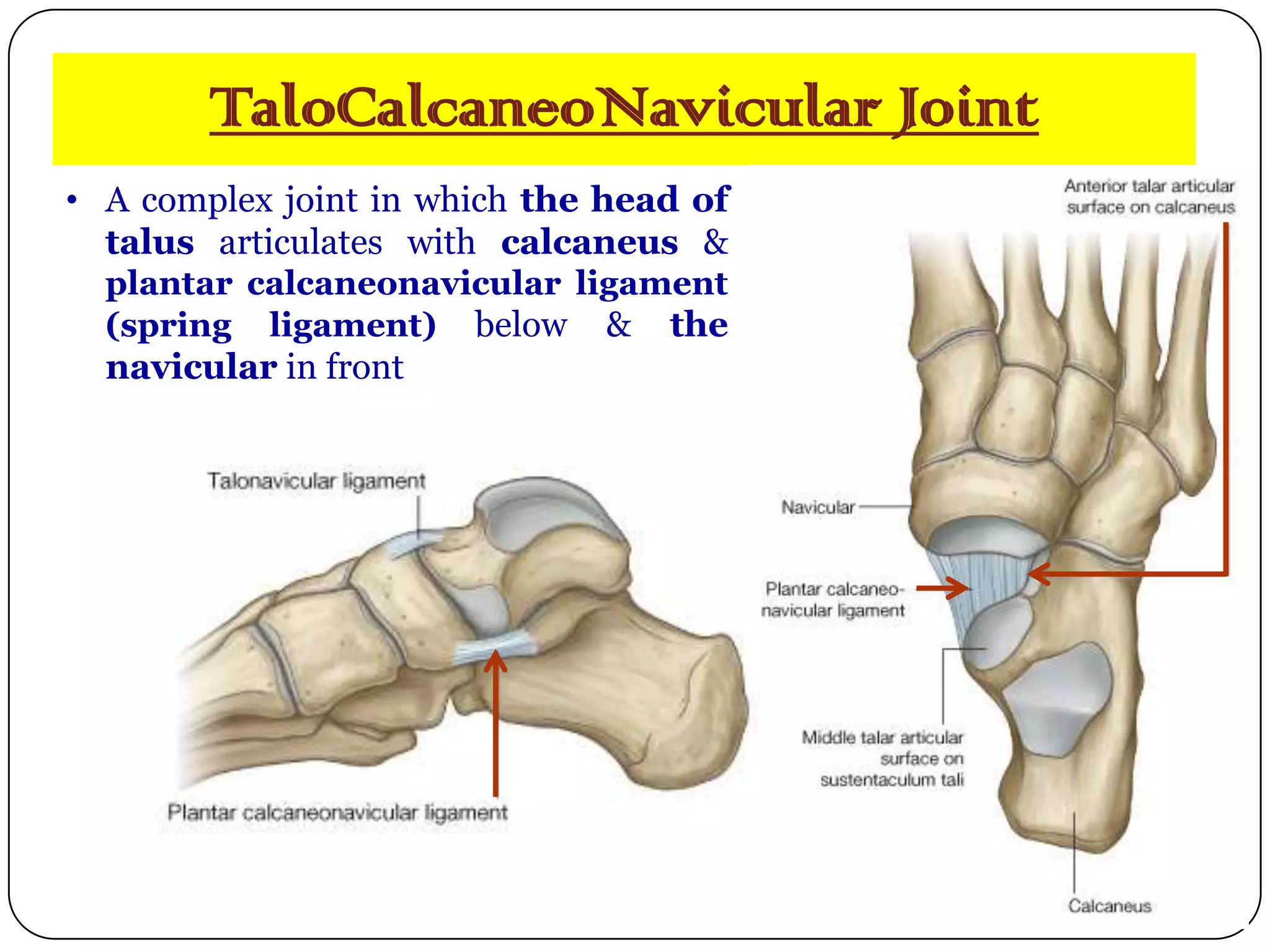Anatomy of small joints of the foot | PPTX