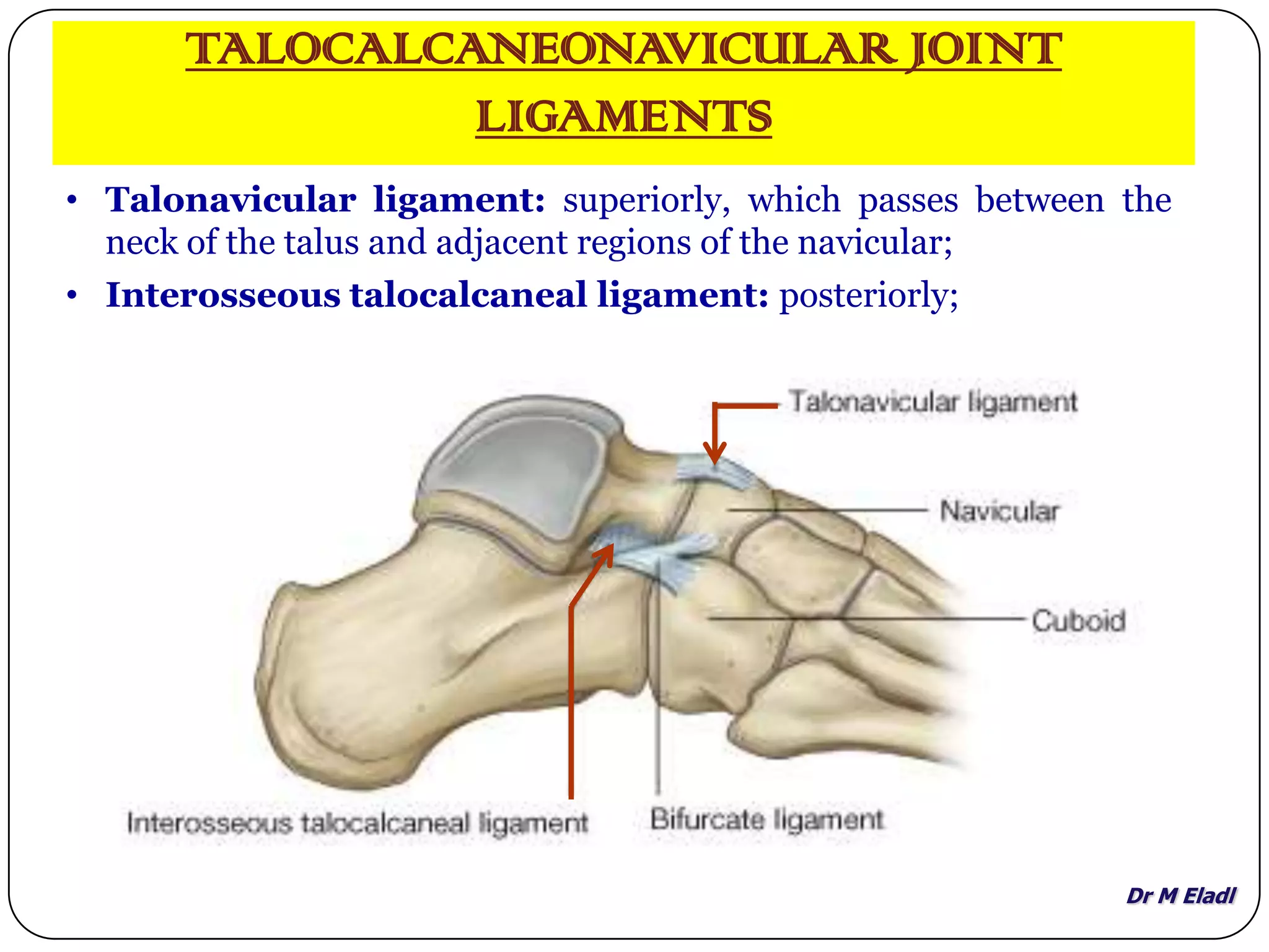 Anatomy of small joints of the foot | PPTX