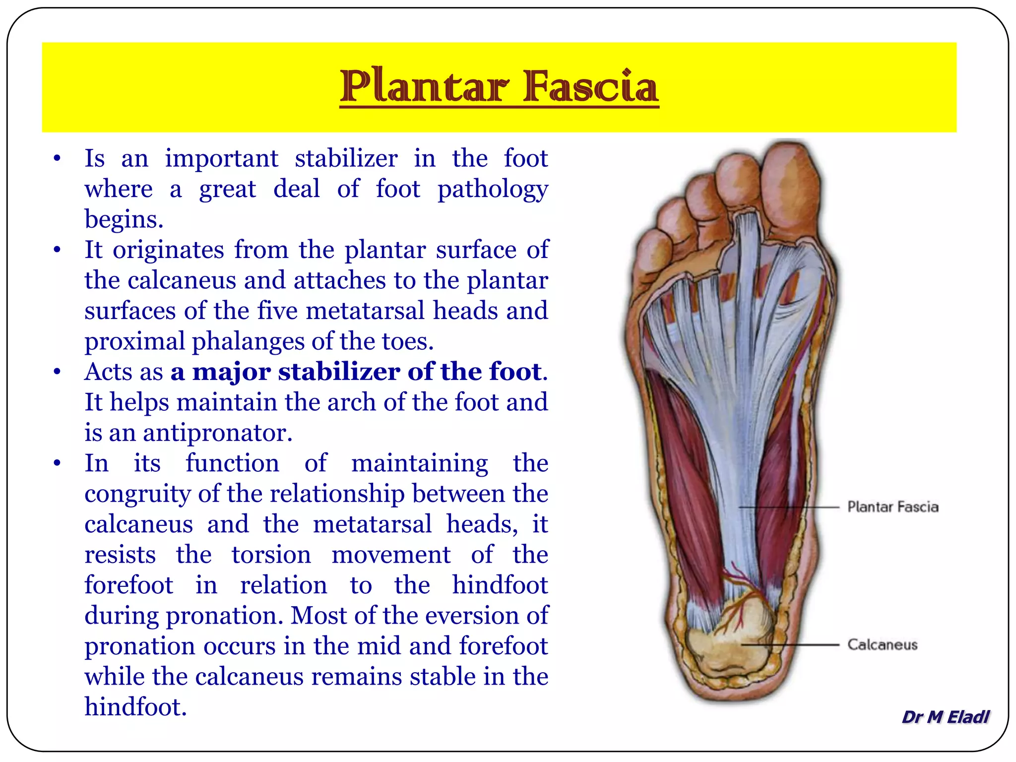 Anatomy of small joints of the foot | PPTX