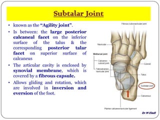 Anatomy of small joints of the foot | PPTX