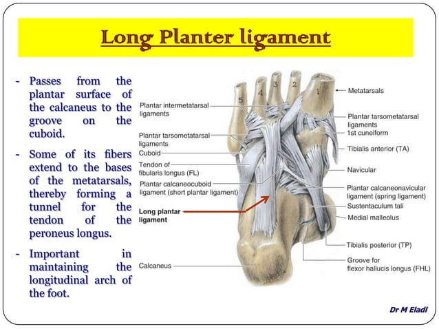 Anatomy of small joints of the foot | PPTX