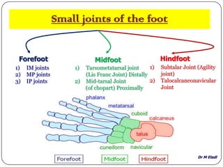 Anatomy of small joints of the foot | PPT