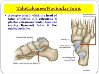 Tmt Joint Anatomy