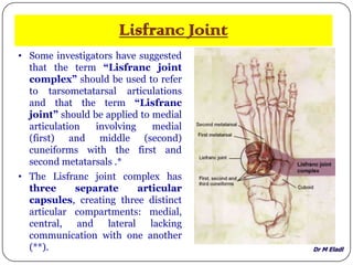 Tmt Joint Anatomy