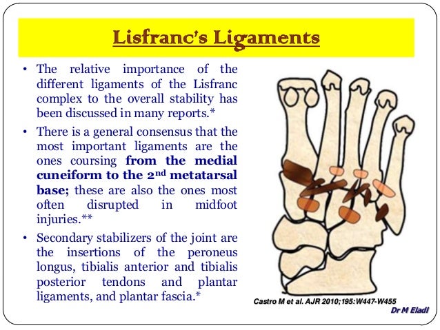 Anatomy of small joints of the foot