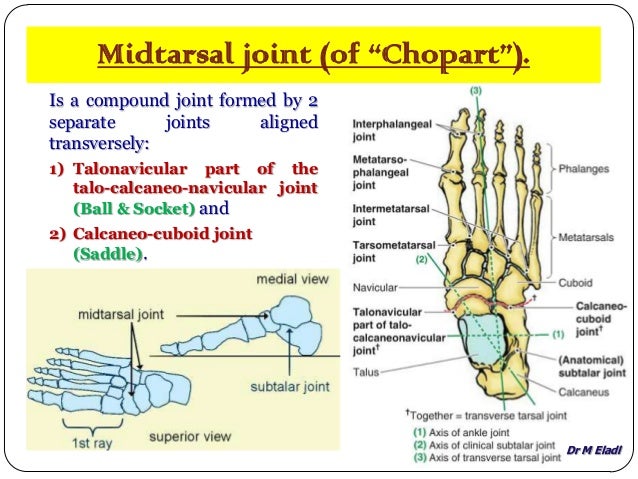 Anatomy of small joints of the foot