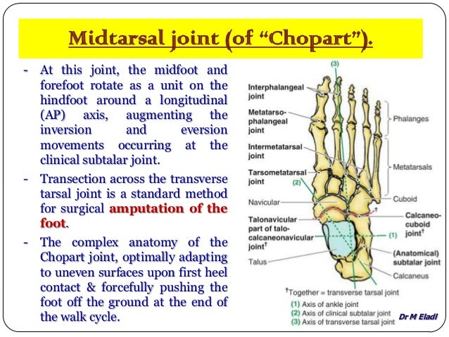 Anatomy of small joints of the foot