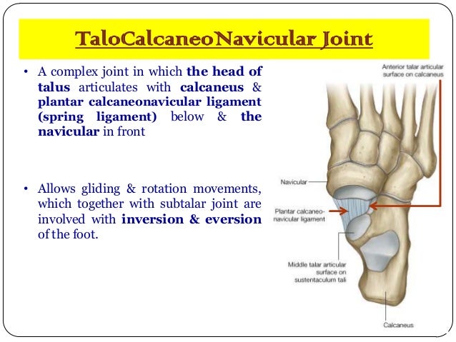 Anatomy of small joints of the foot