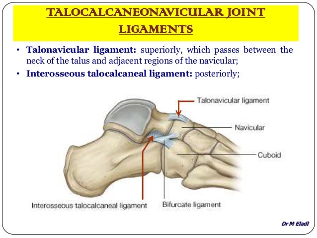 Anatomy of small joints of the foot