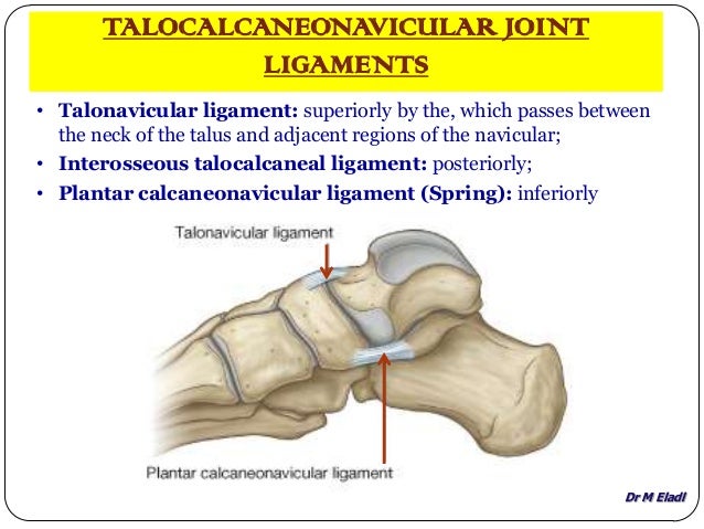 Anatomy of small joints of the foot