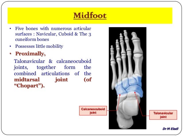 Anatomy of small joints of the foot
