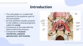 introduction Anatomy of soft palate.pptx