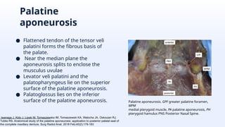 introduction Anatomy of soft palate.pptx