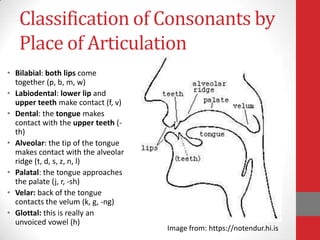 Anatomy of speech production | PPTX