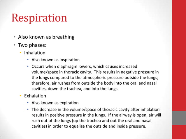 Anatomy of speech production | PPTX
