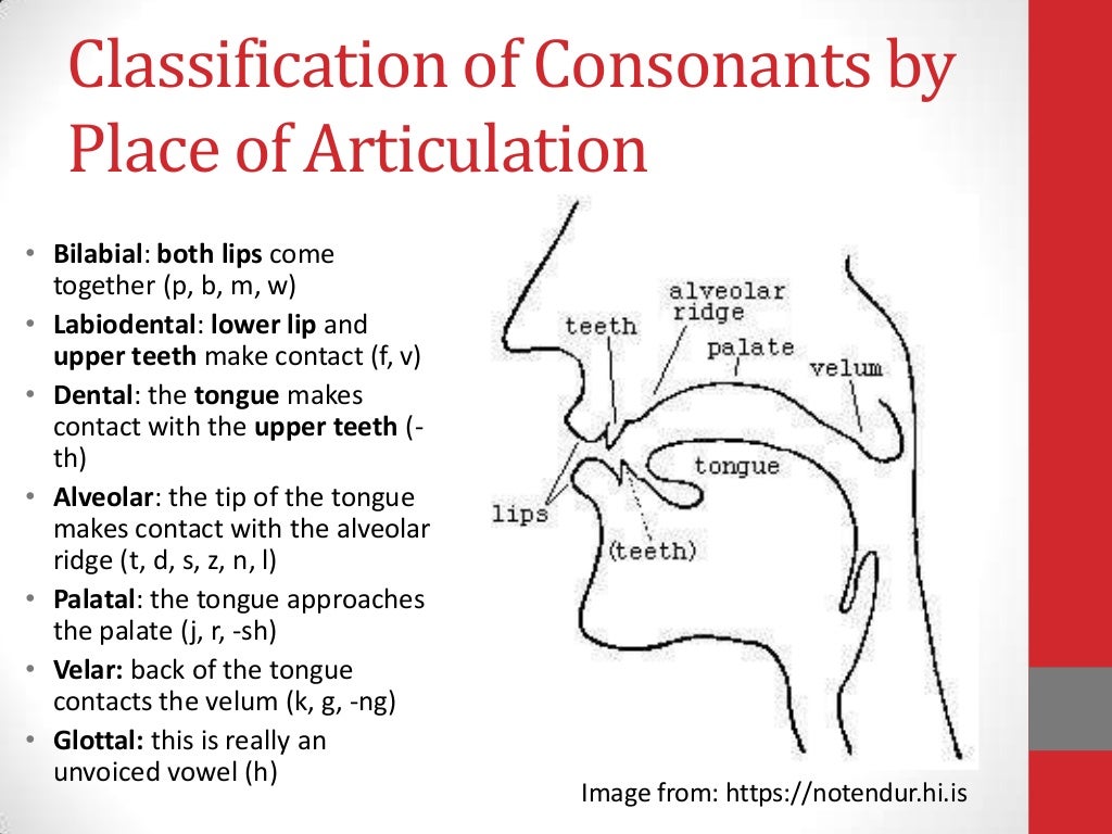 Anatomy of speech production