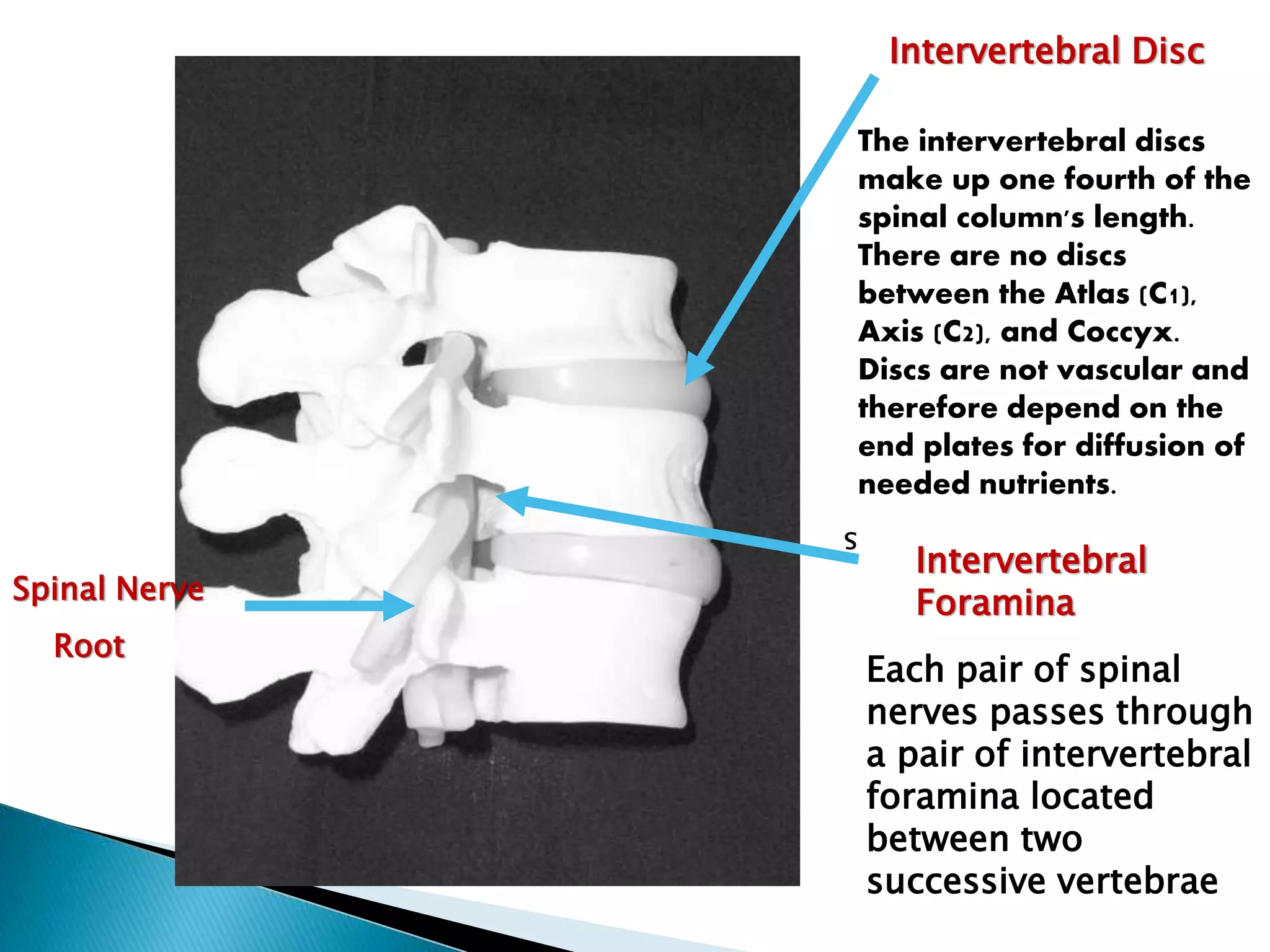 Anatomy of spine for spinal anaesthesia | PPTX