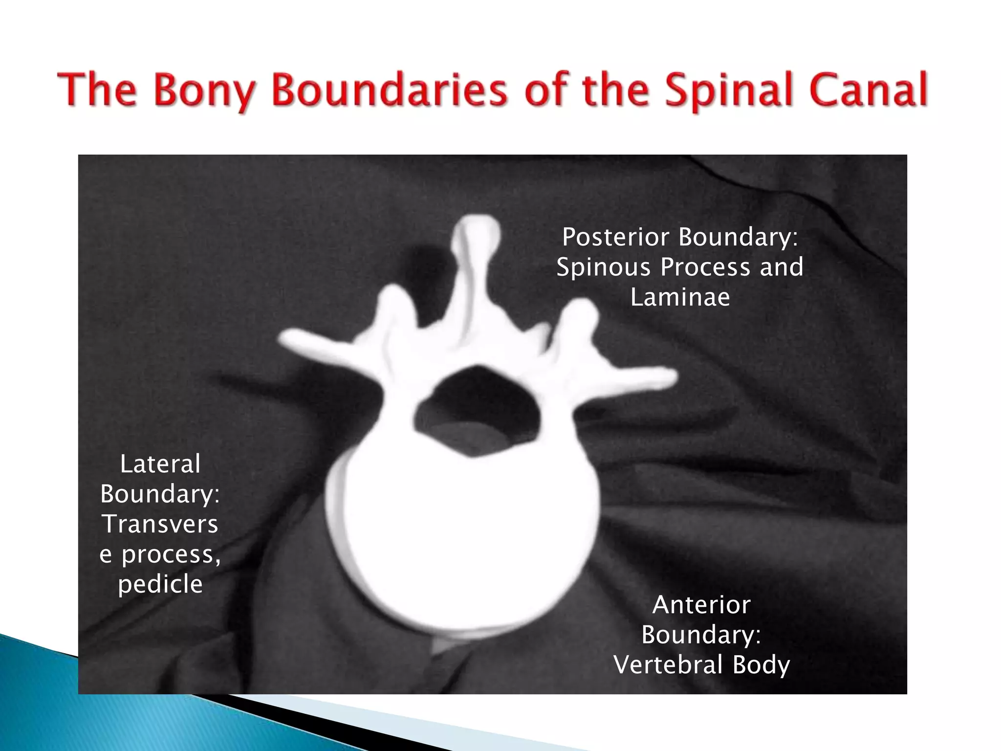 Anatomy of spine for spinal anaesthesia | PPTX