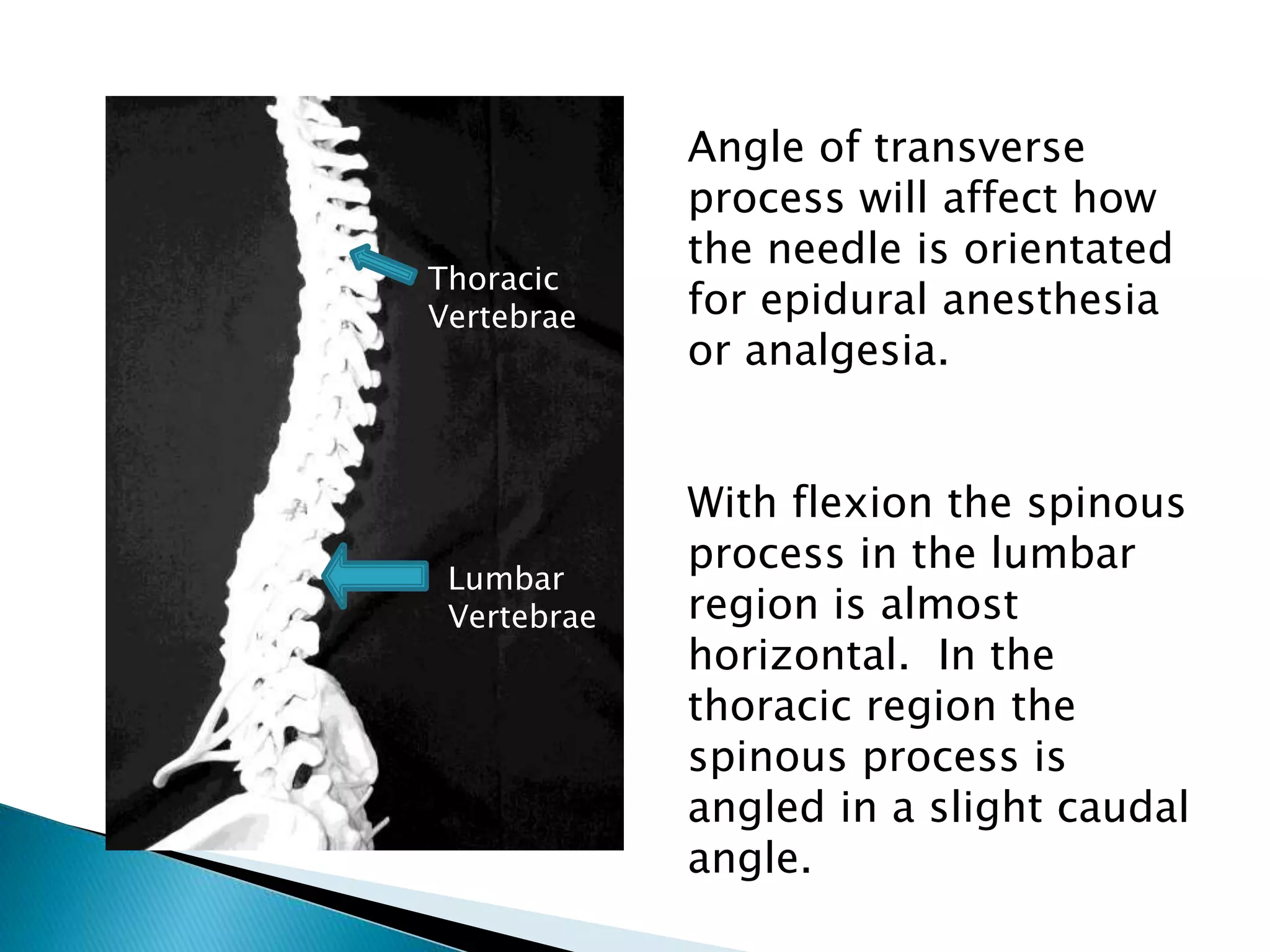 Anatomy of spine for spinal anaesthesia | PPTX