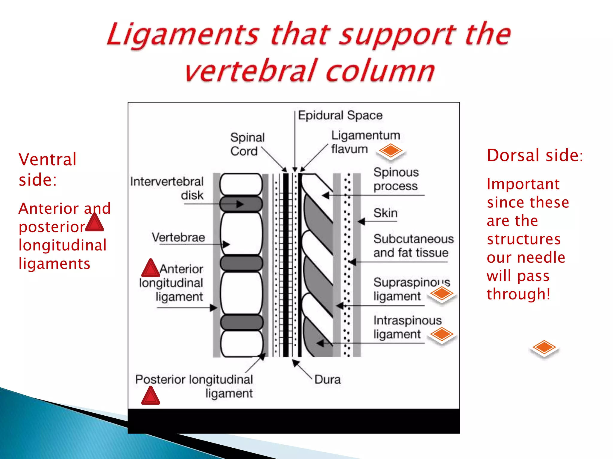 Anatomy of spine for spinal anaesthesia | PPTX