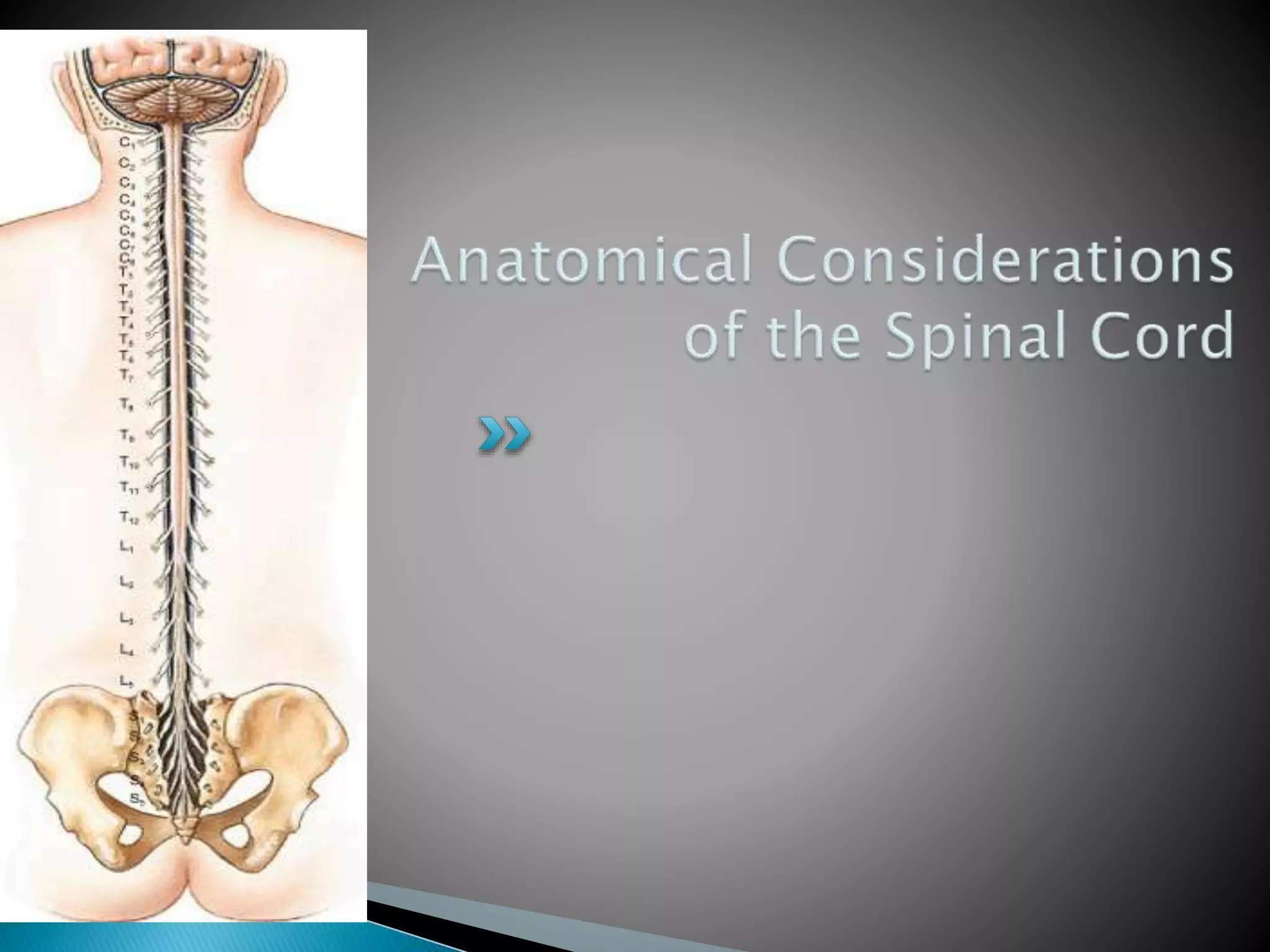 Anatomy of spine for spinal anaesthesia | PPTX