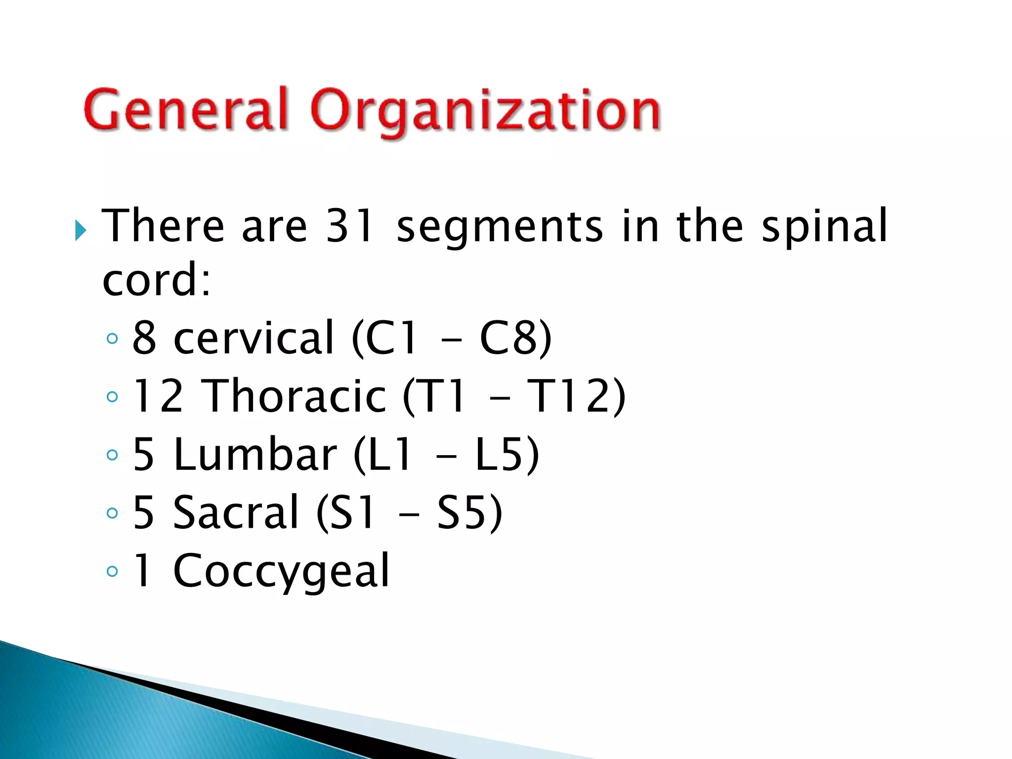 Anatomy of spine for spinal anaesthesia | PPTX
