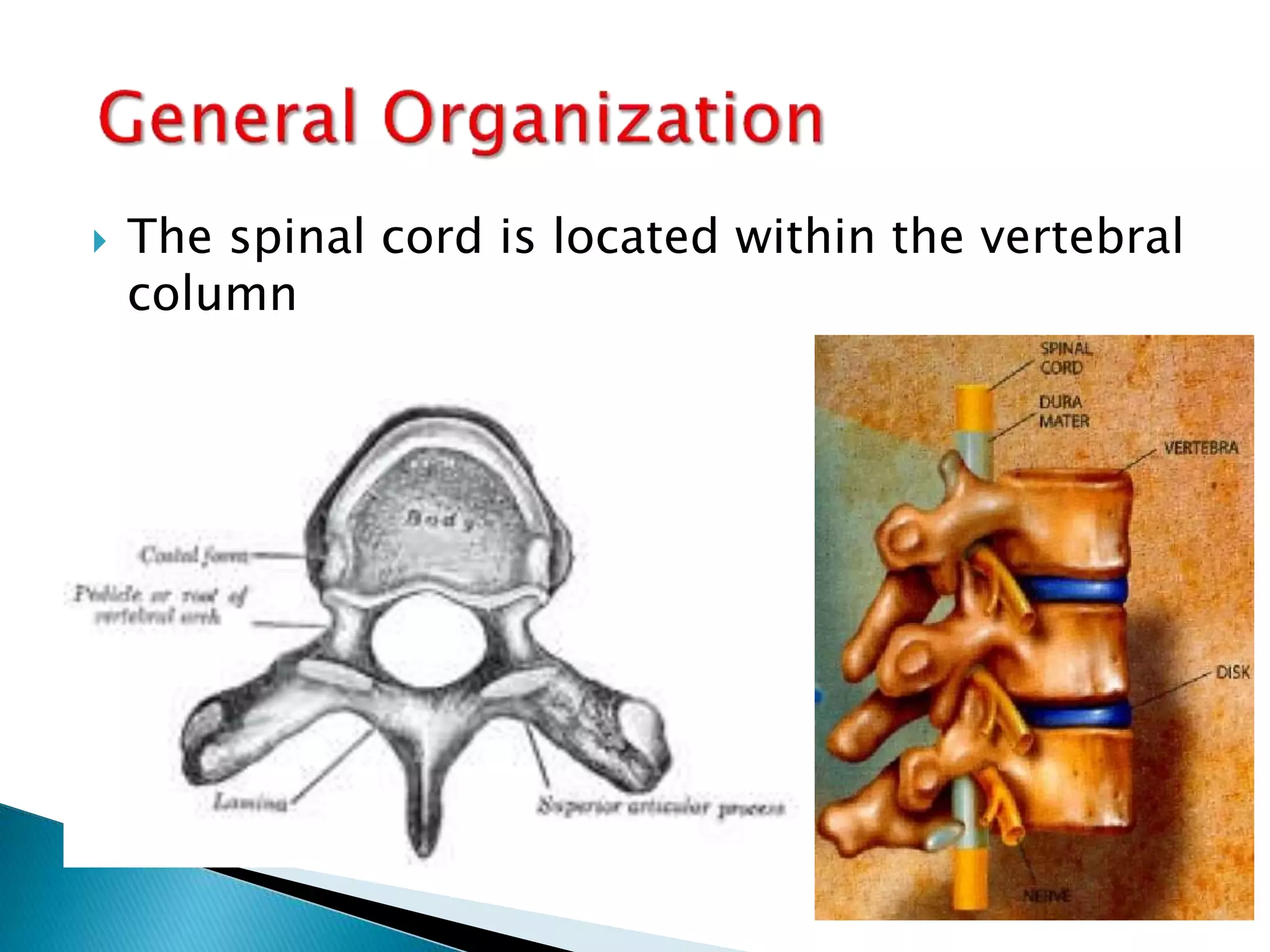 Anatomy of spine for spinal anaesthesia | PPTX